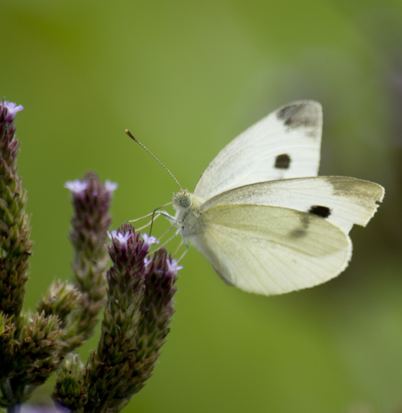 Steven Faucette - Official Website